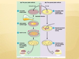 Pure culture techniques | PPTX