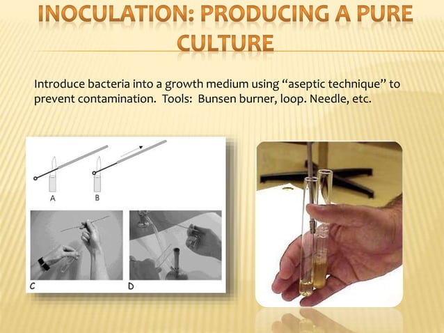 Pure culture techniques | PPTX | Infectious Diseases | Diseases and ...