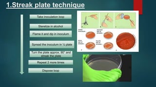 Pure culture techniques | PPTX