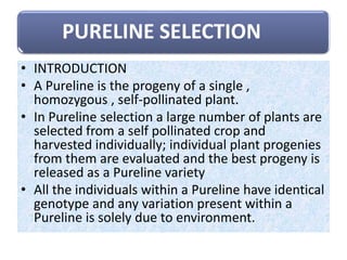 Pureline selection | PPTX