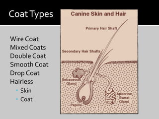 Pure Paws Workshop 2 - Understanding Coat Growth | PDF