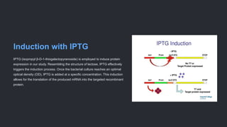 Purification of protein involved in Mycobacterium tuberculosis as a ...