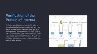 Purification of protein involved in Mycobacterium tuberculosis as a ...