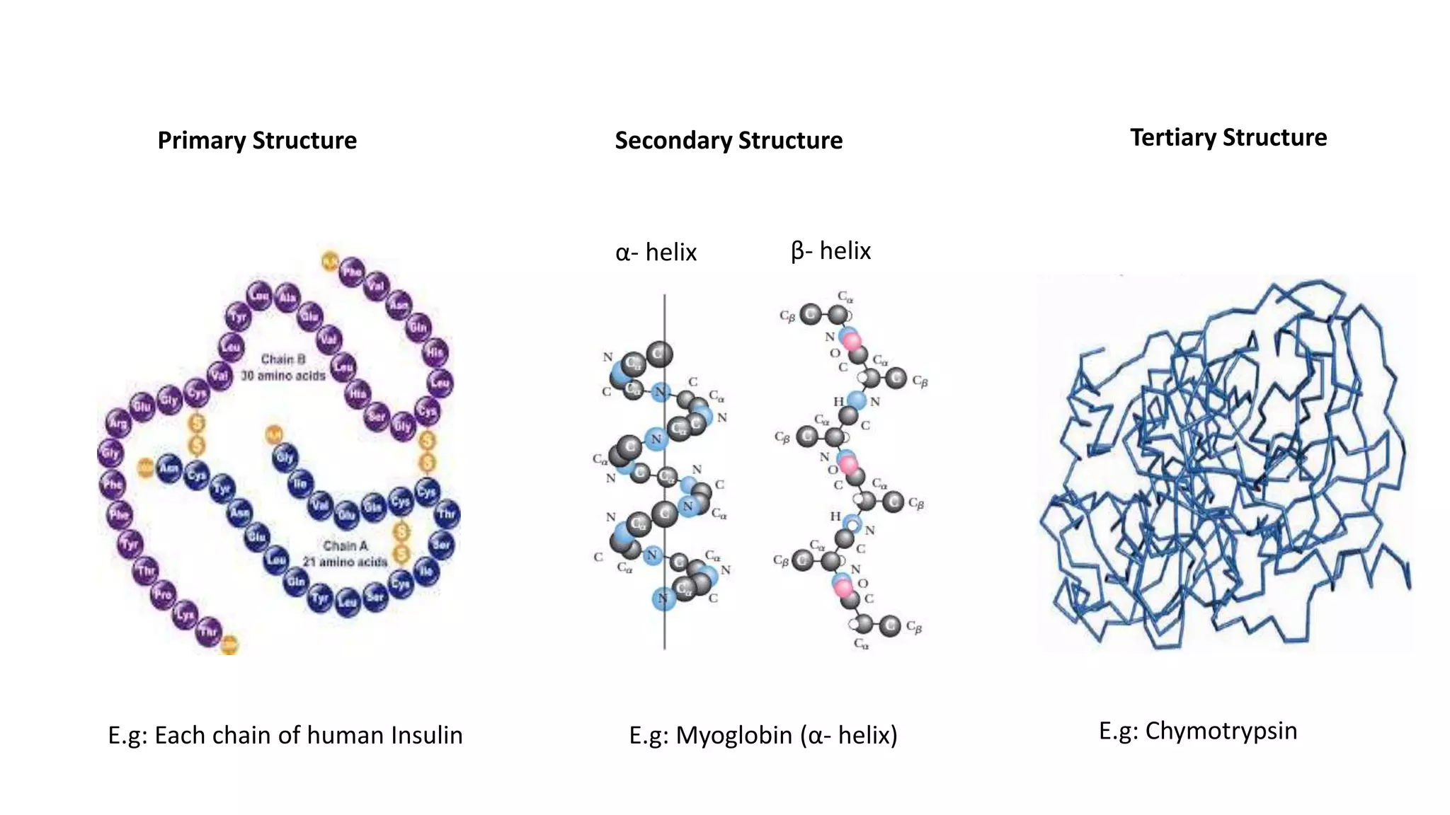Purification of proteins (purification of enzymes) | PPTX