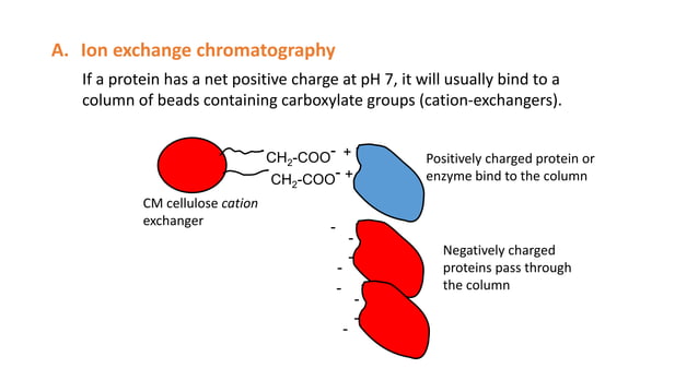 Purification of proteins (purification of enzymes) | PPTX
