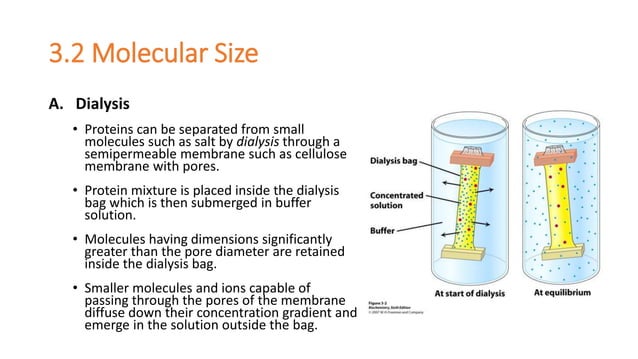 Purification Of Proteins Purification Of Enzymes Ppt