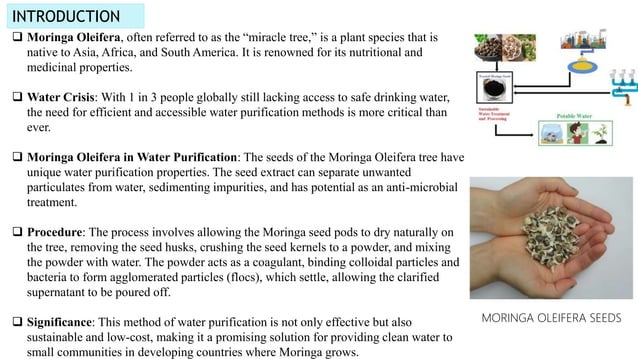 PURIFICATION OF WATER USING MORINGA OLEIFERA SEEDS[1].pptx