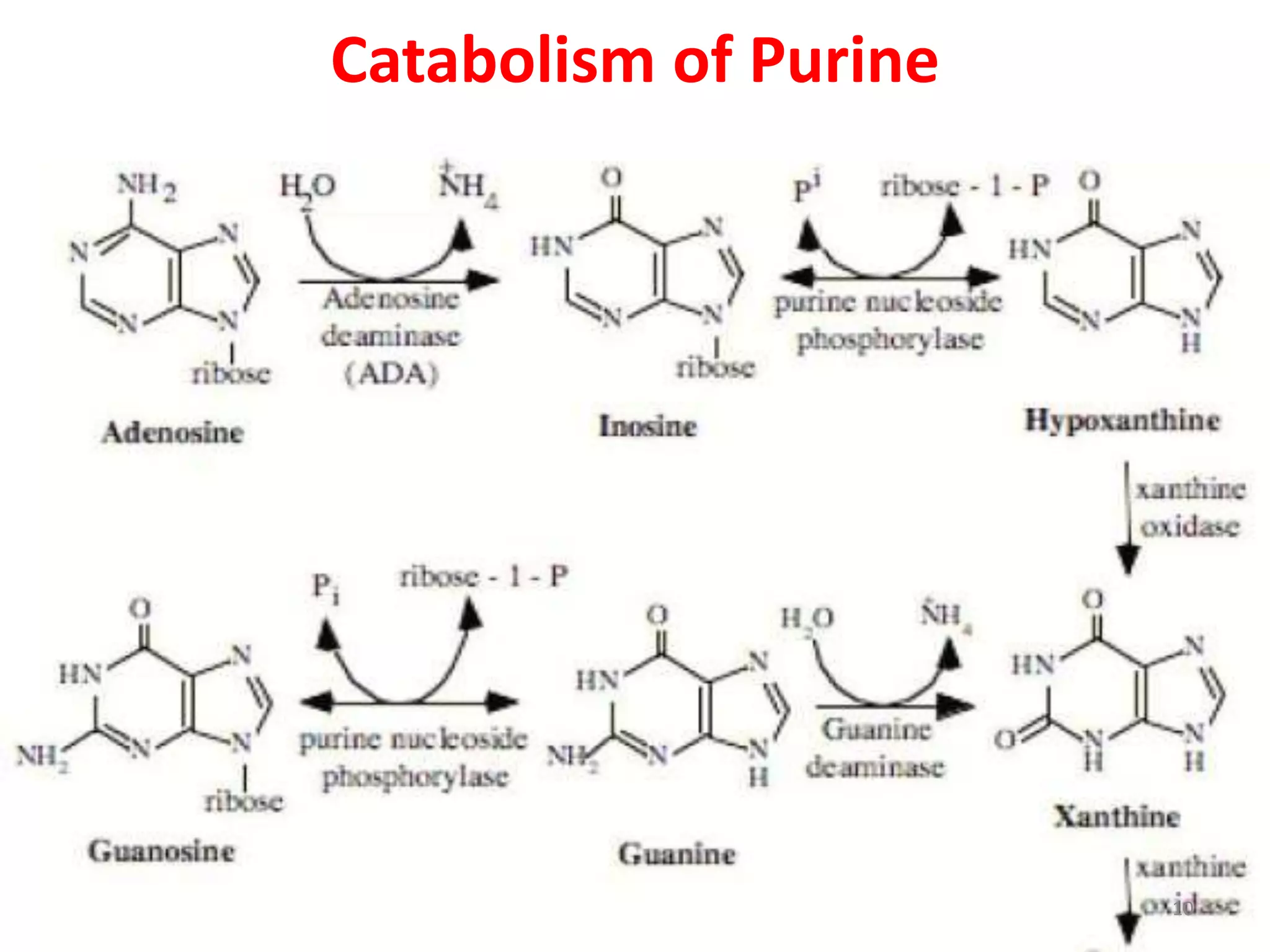 Biosynthesis of Purines | PPTX