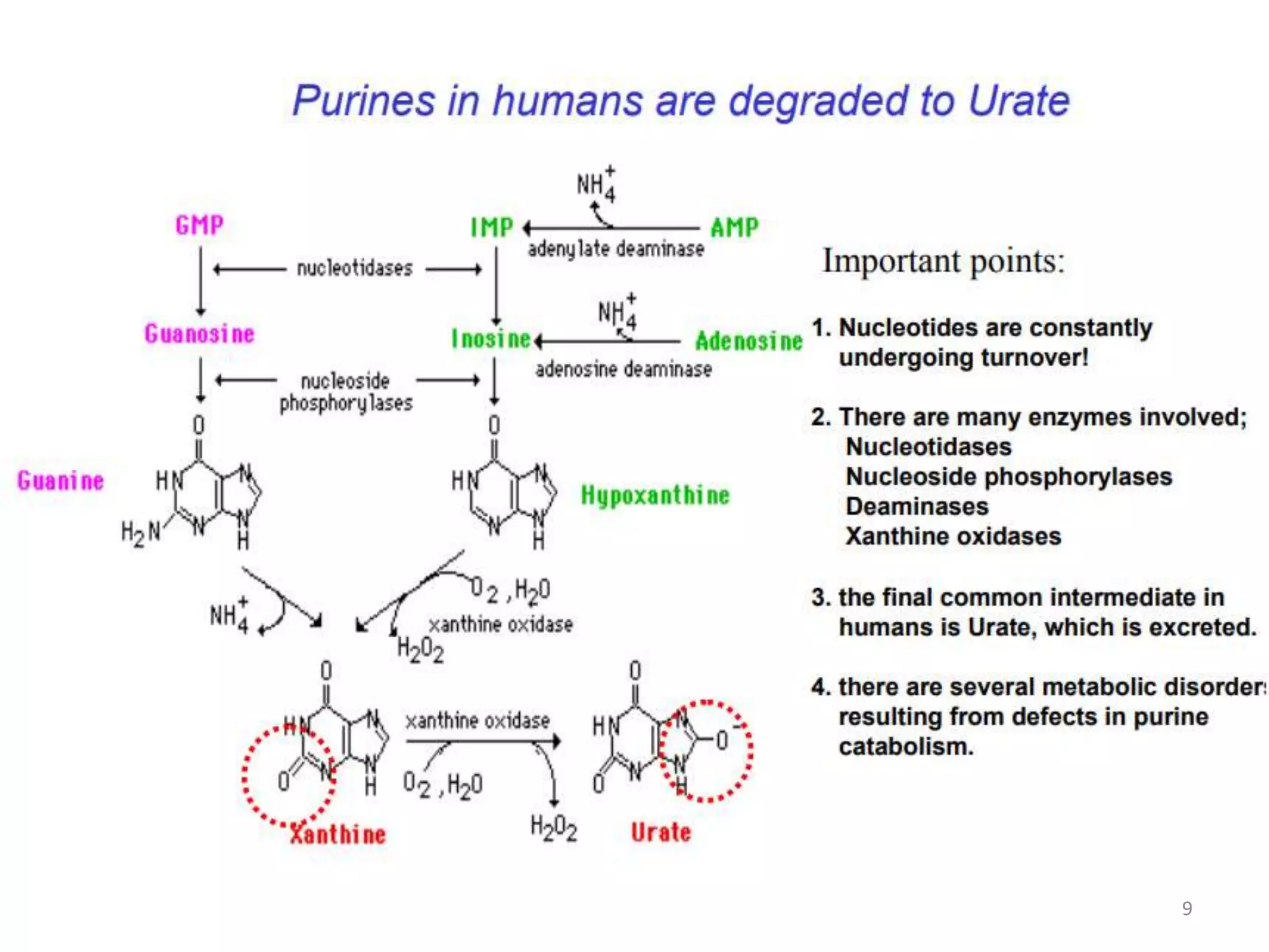 Biosynthesis of Purines | PPTX