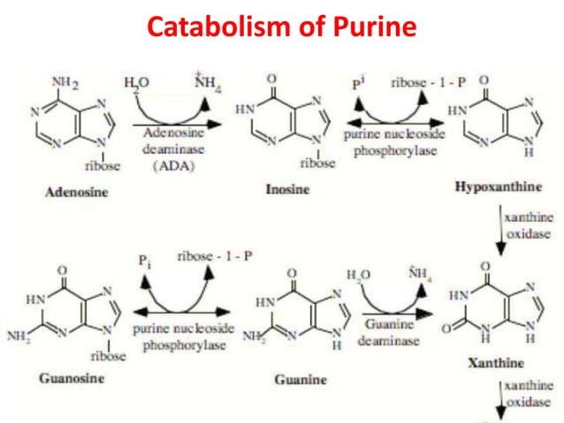 Biosynthesis of Purines | PPTX | Chemistry | Science