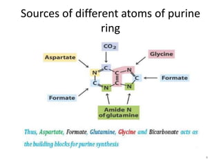 Biosynthesis of Purines | PPTX
