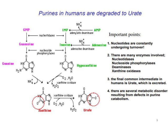 Biosynthesis of Purines | PPTX | Chemistry | Science