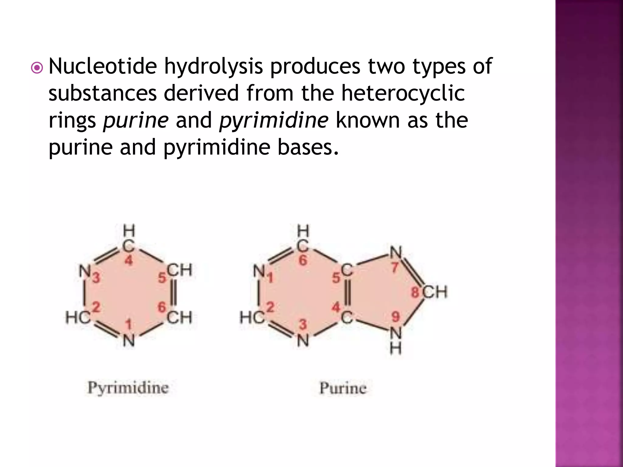 Purine and pyrimidine final | PPTX