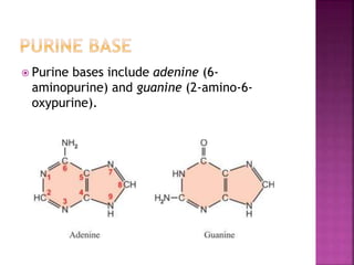 Purine and pyrimidine final | PPTX