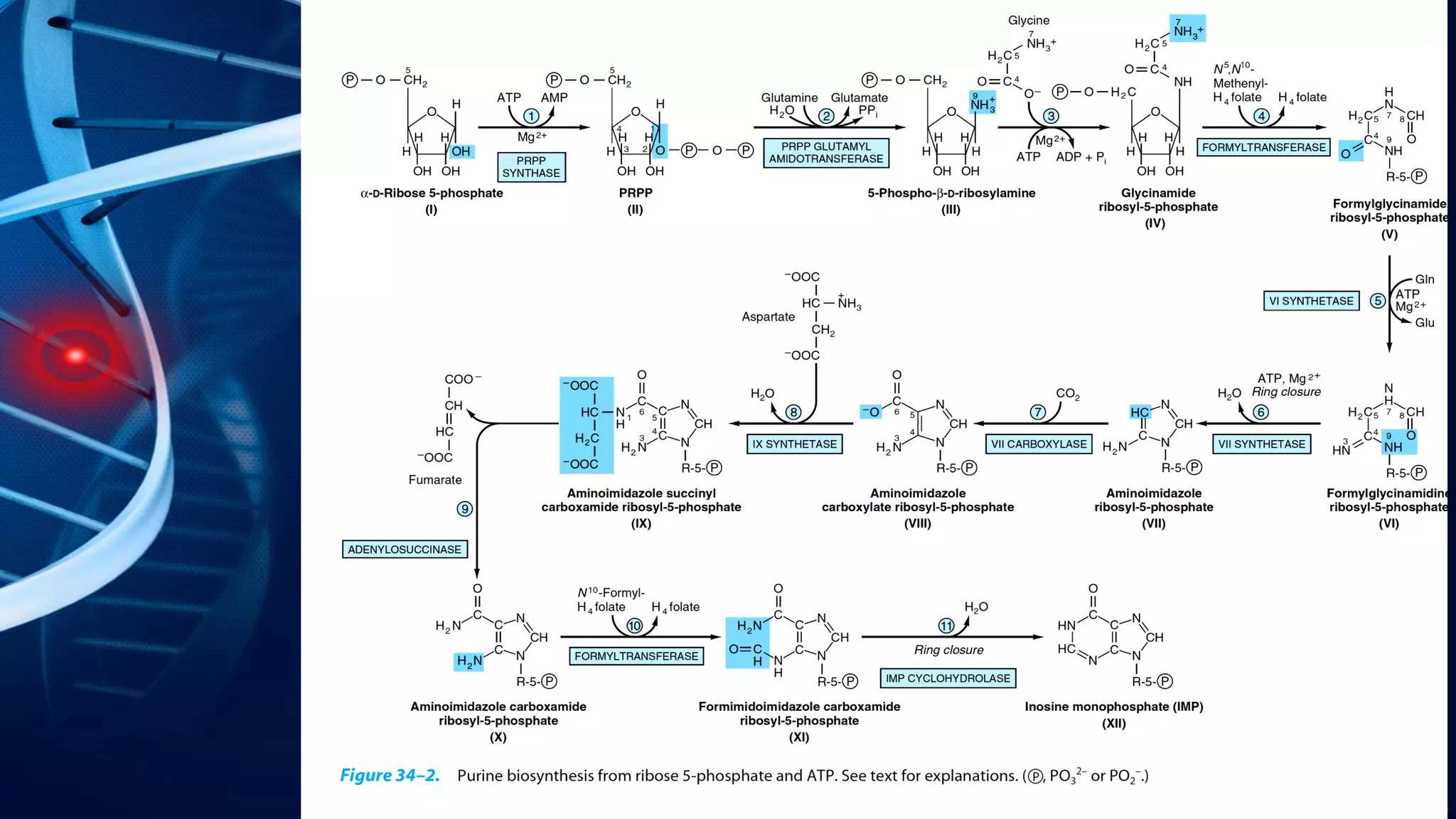 Purine and pyrimidine synthesis | PDF