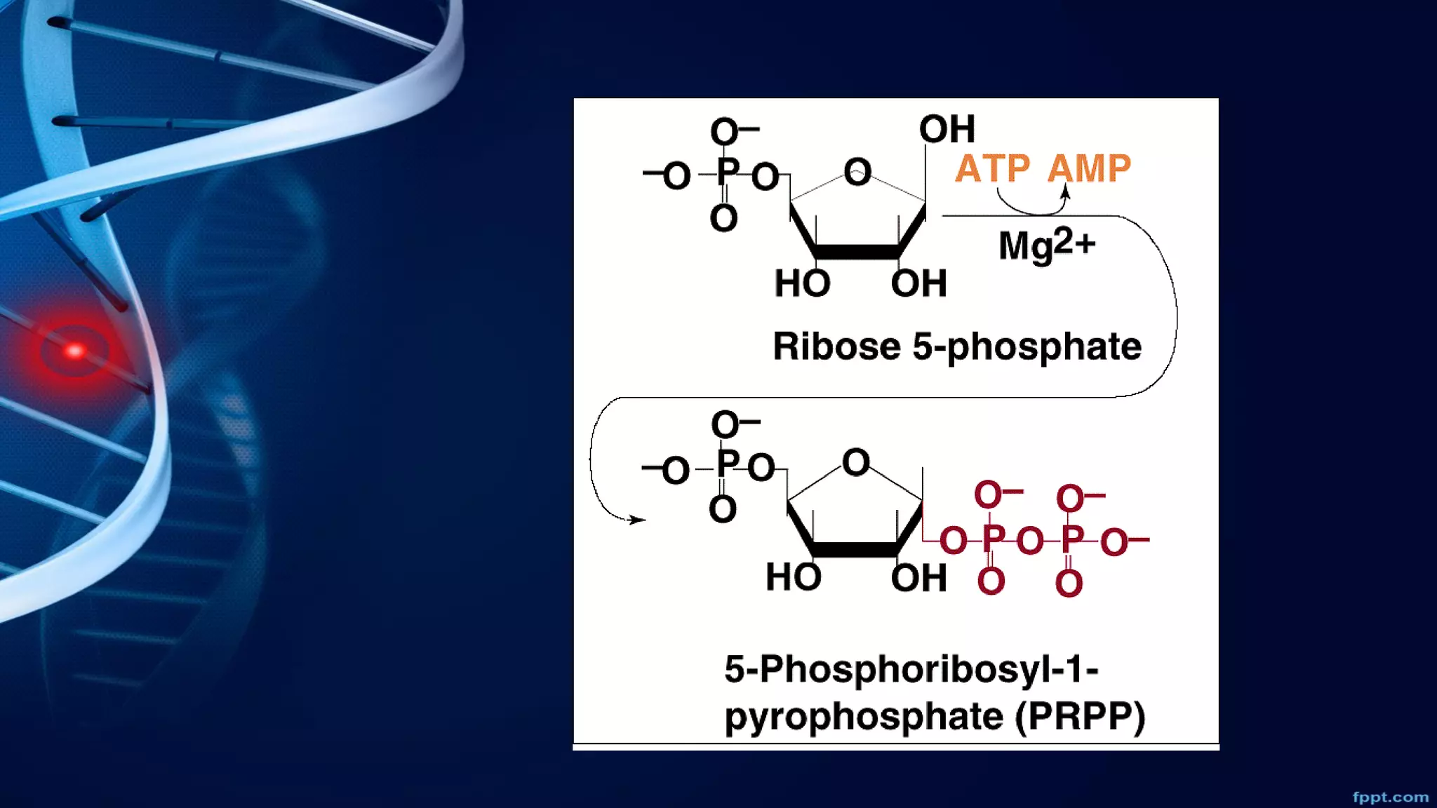 Purine and pyrimidine synthesis | PDF