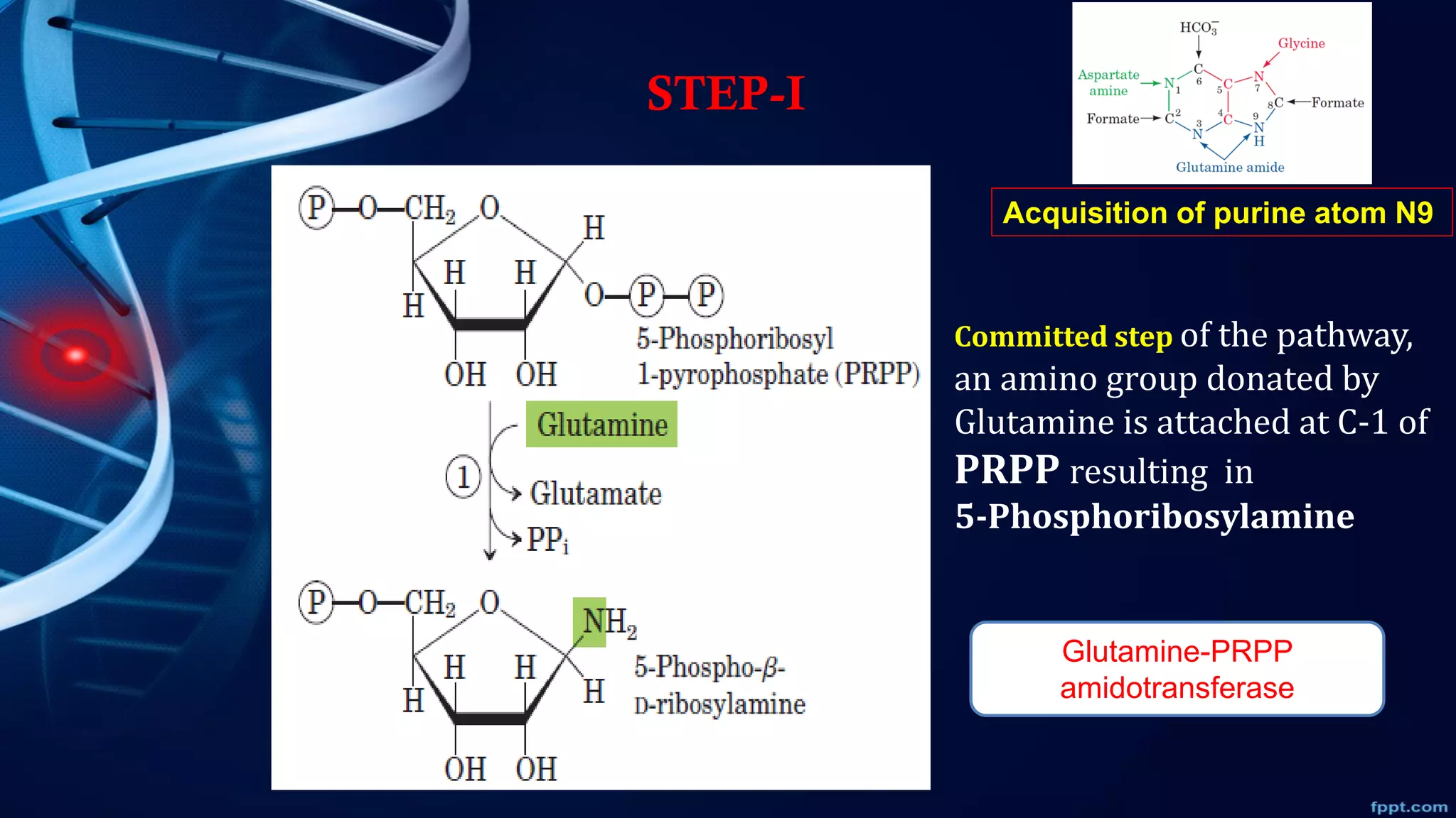 Purine and pyrimidine synthesis | PDF