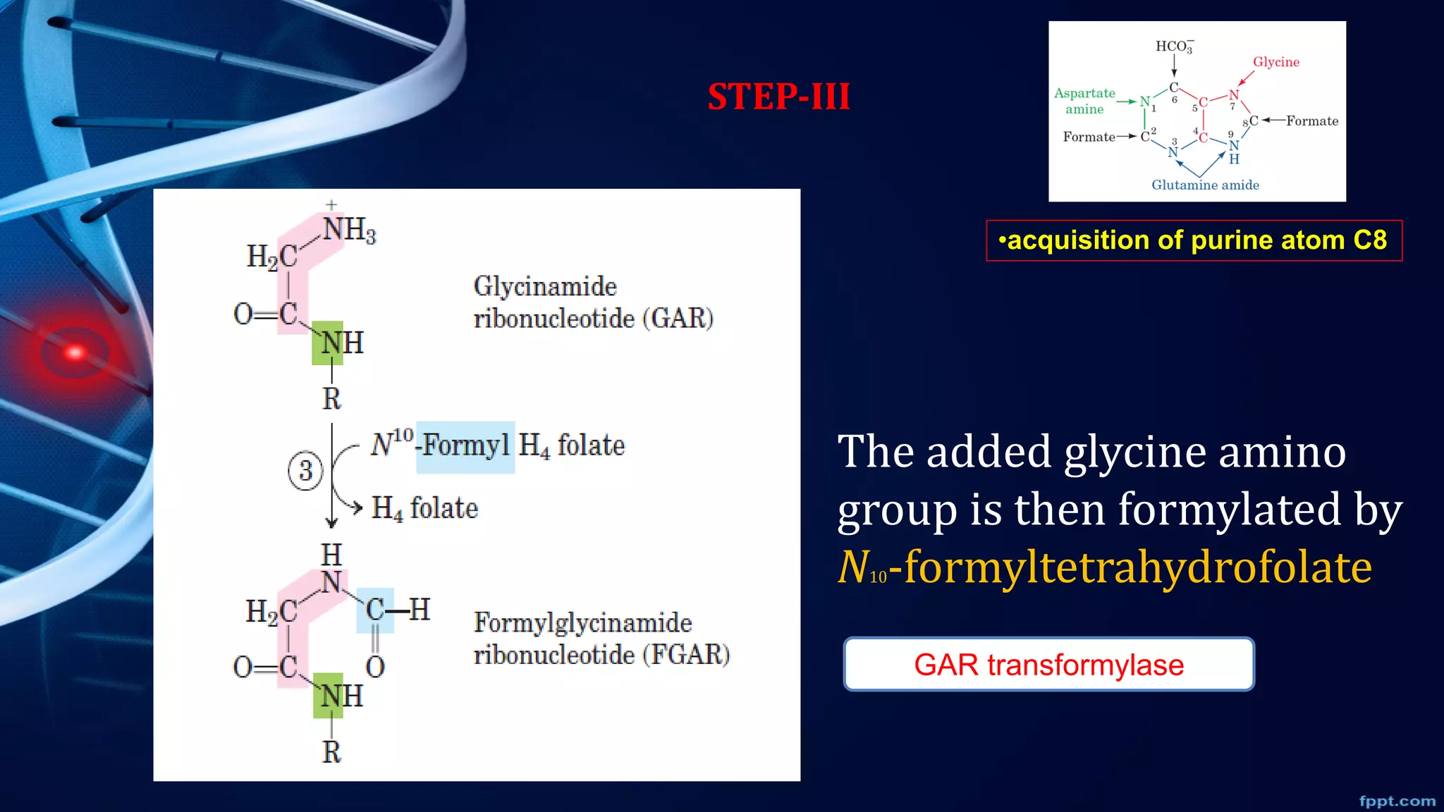 Purine and pyrimidine synthesis | PDF