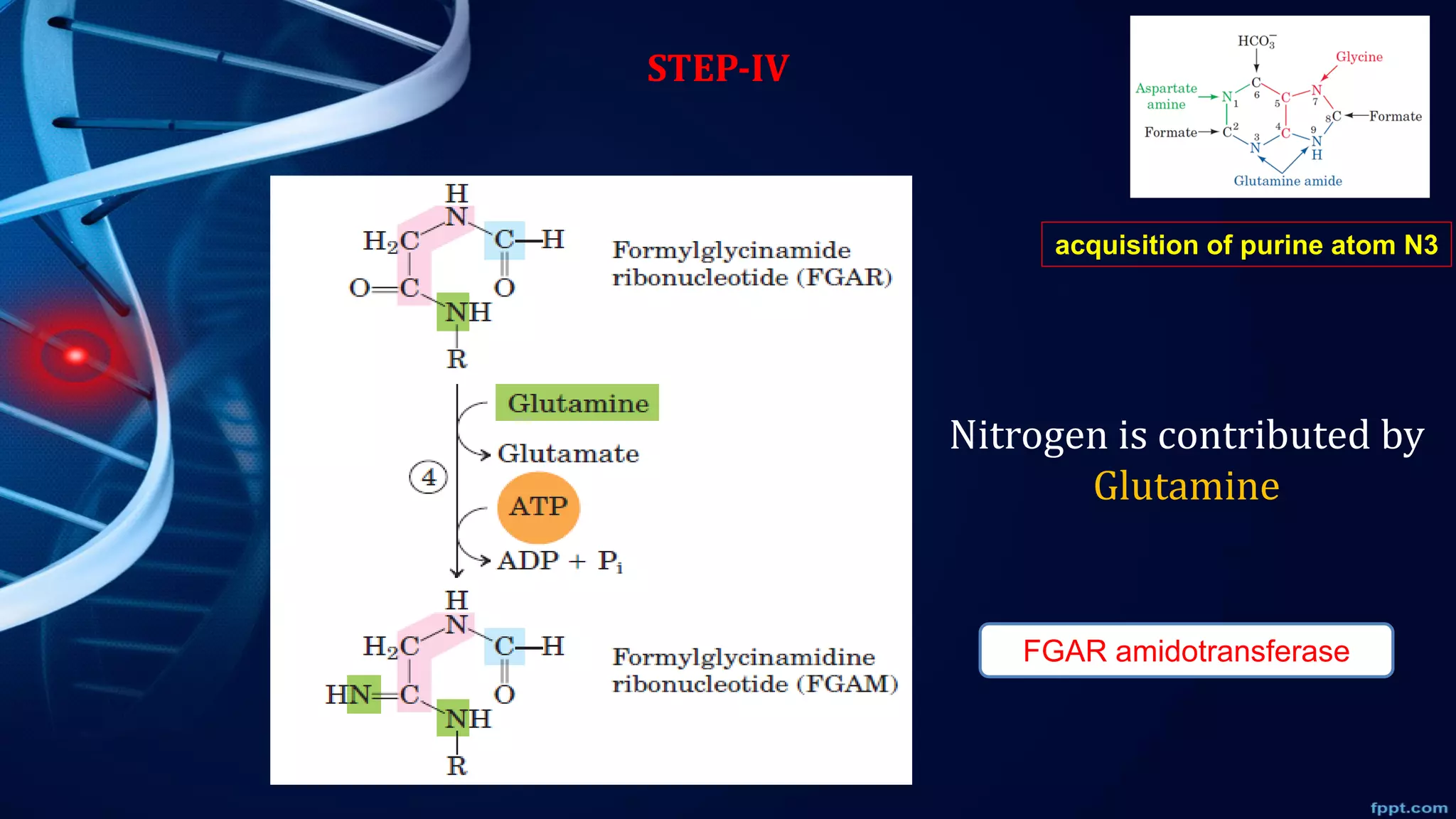 Purine and pyrimidine synthesis | PDF