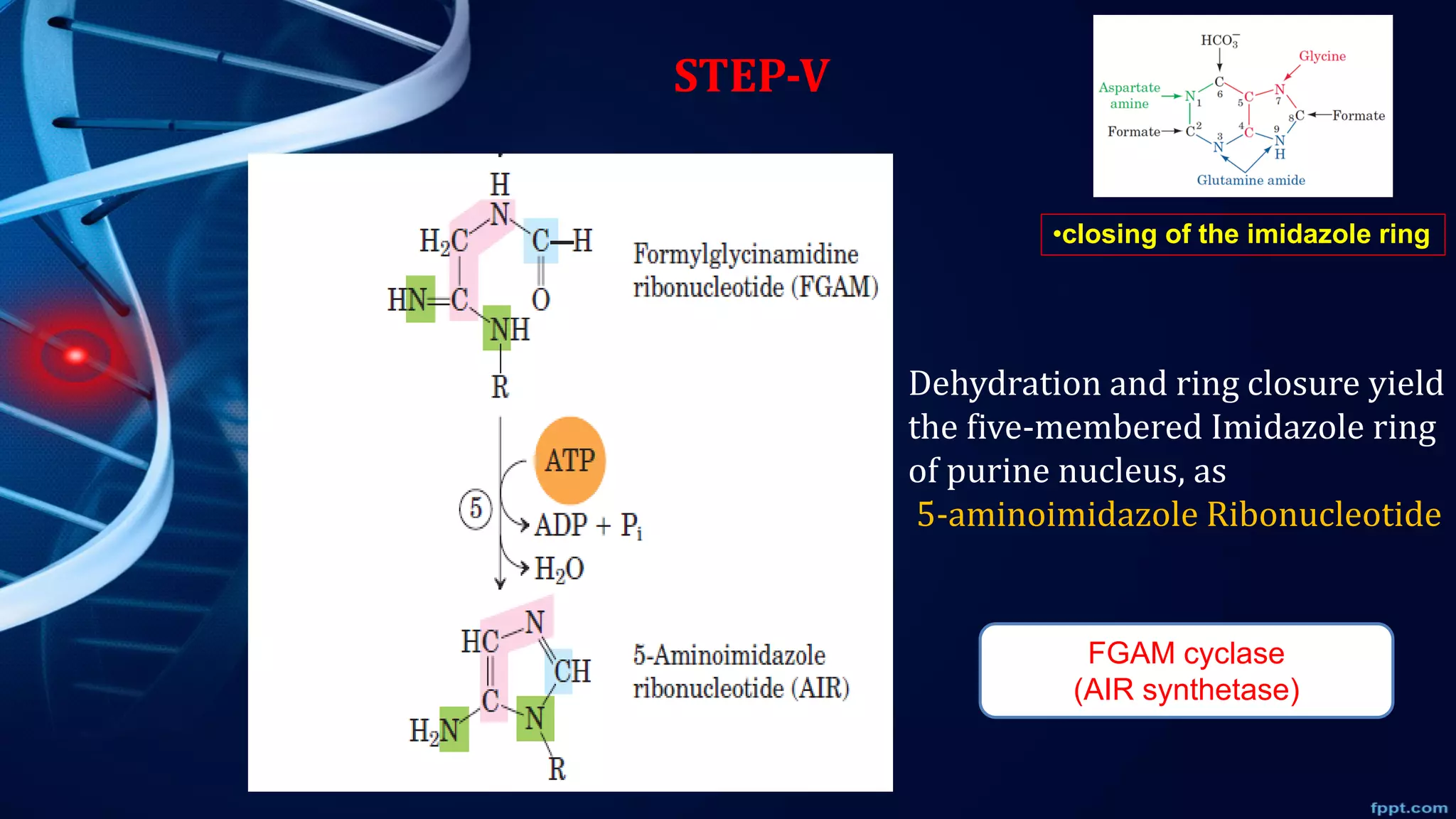 Purine and pyrimidine synthesis | PDF