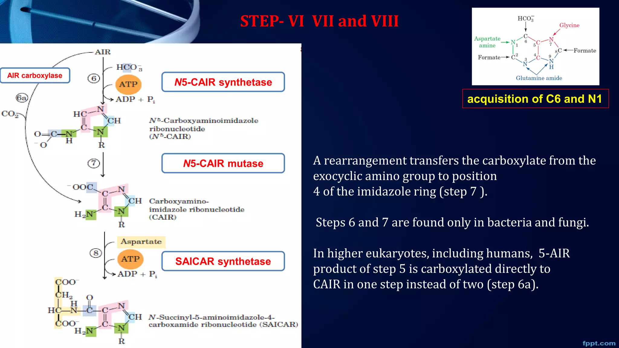 Purine and pyrimidine synthesis | PDF