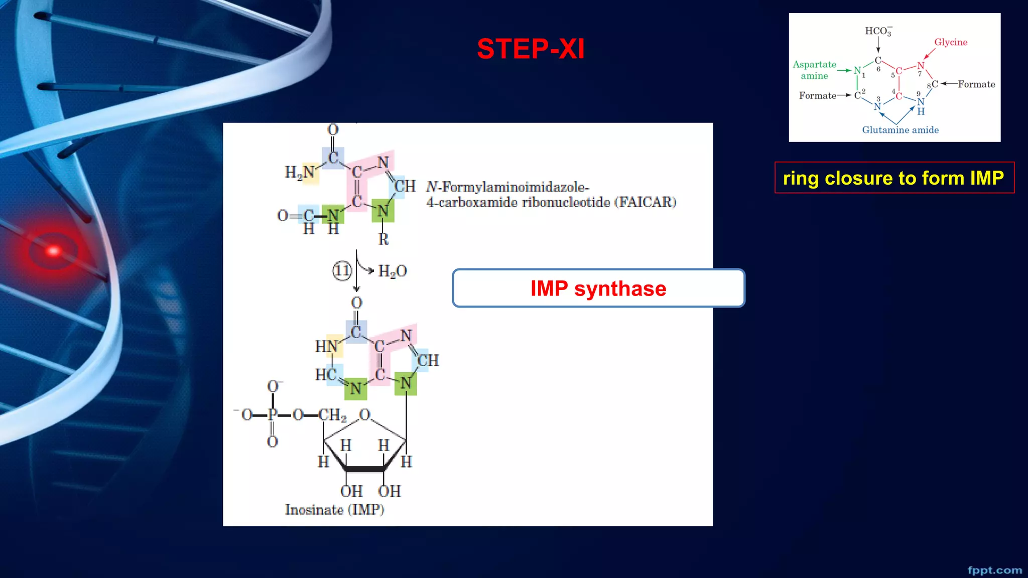 Purine and pyrimidine synthesis | PDF