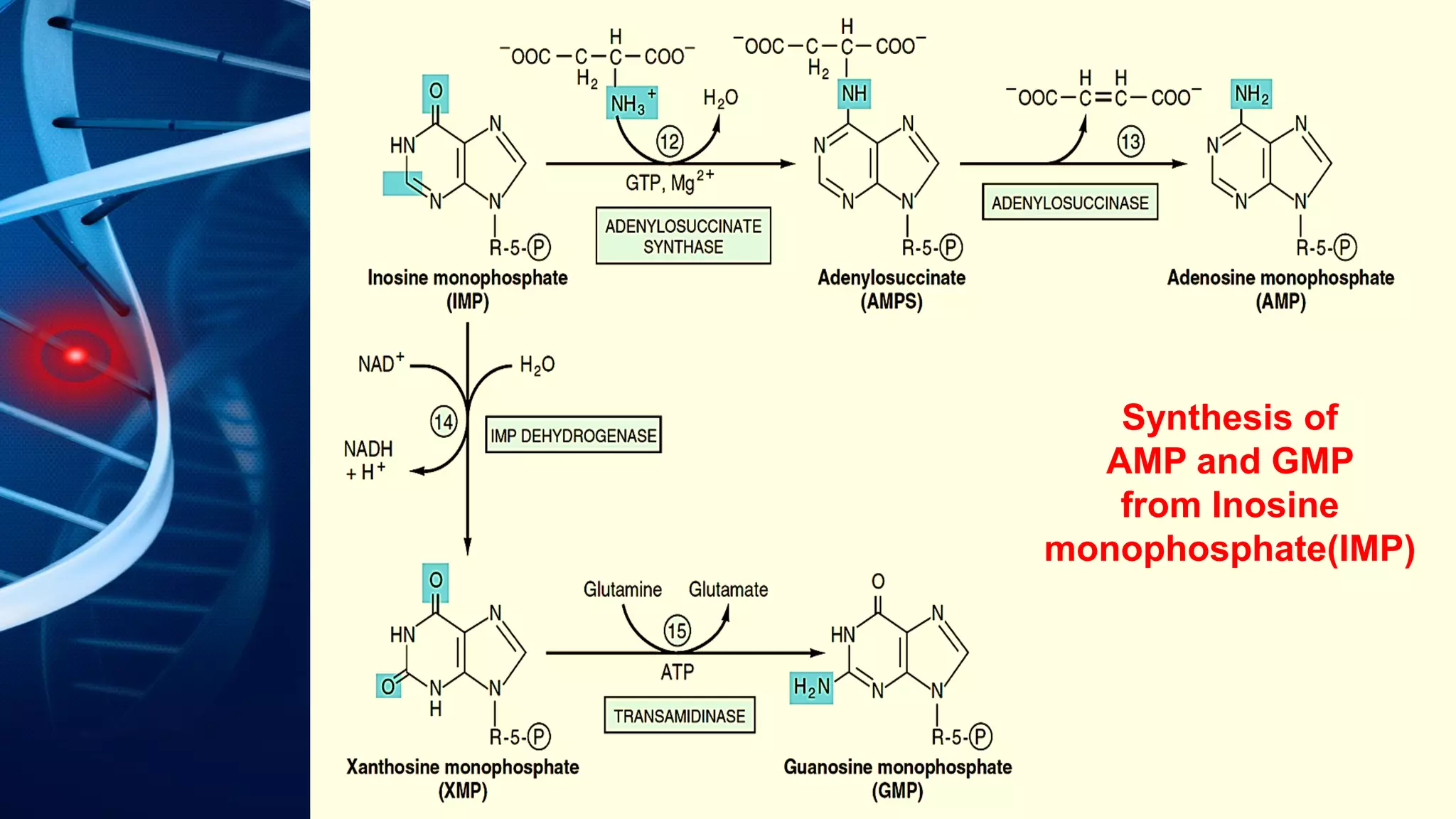 Purine and pyrimidine synthesis | PDF