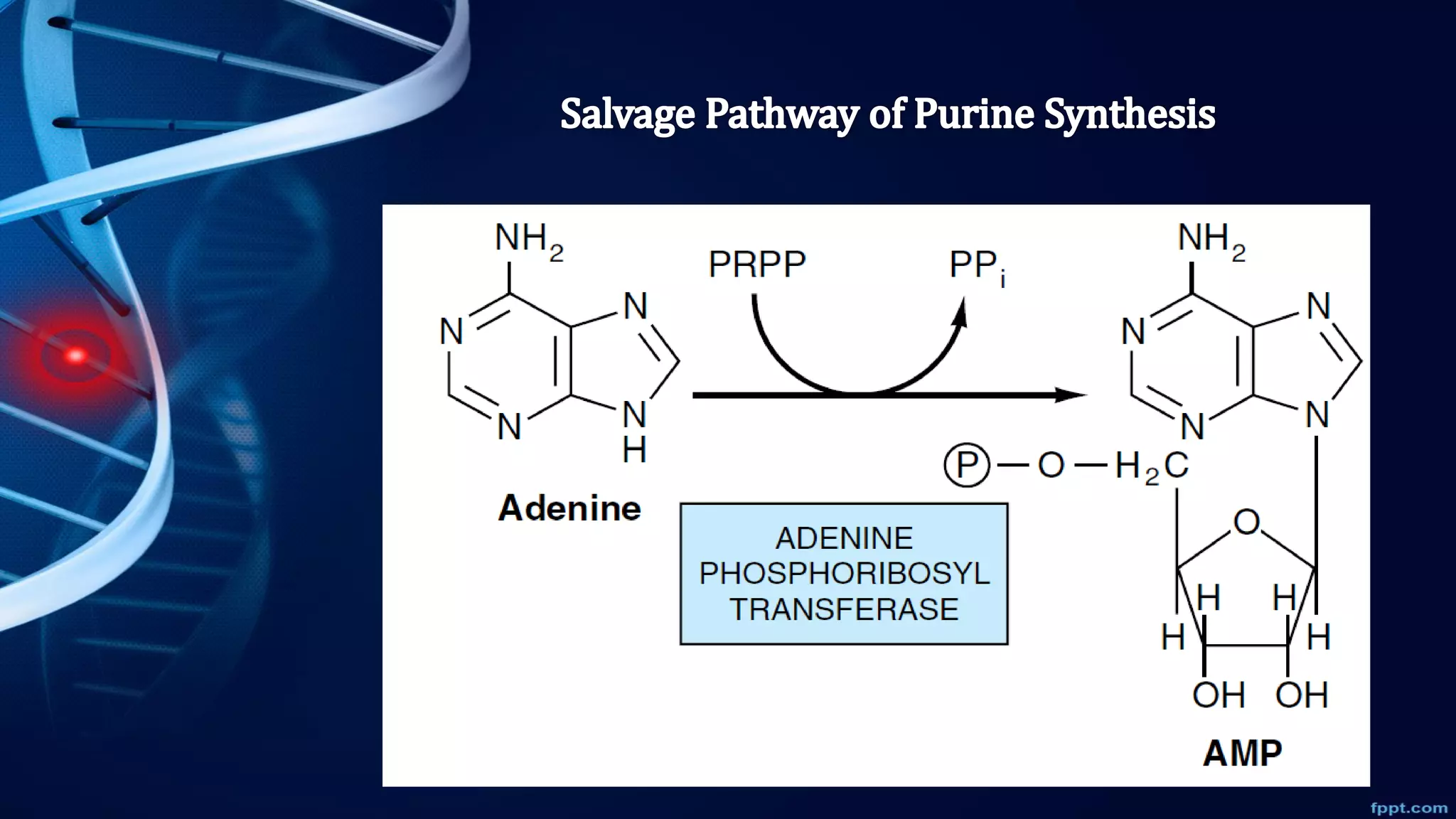Purine and pyrimidine synthesis | PDF