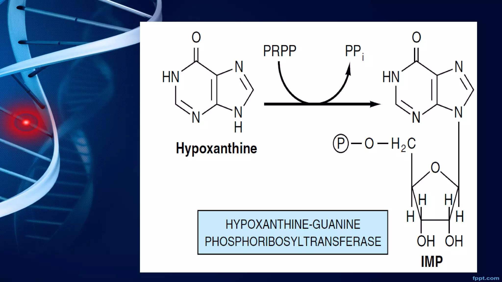 Purine and pyrimidine synthesis | PDF