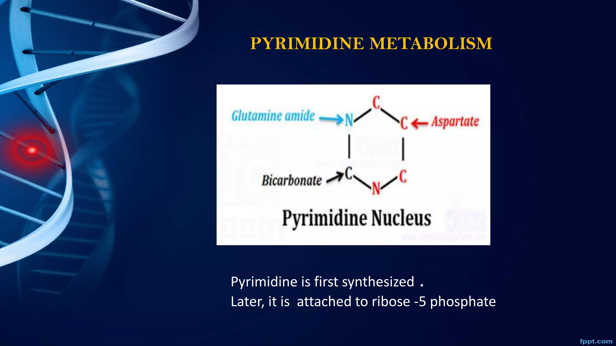 Purine and pyrimidine synthesis | PDF