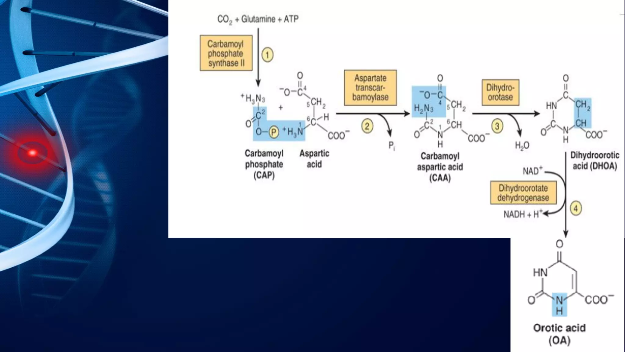 Purine And Pyrimidine Synthesis Pdf