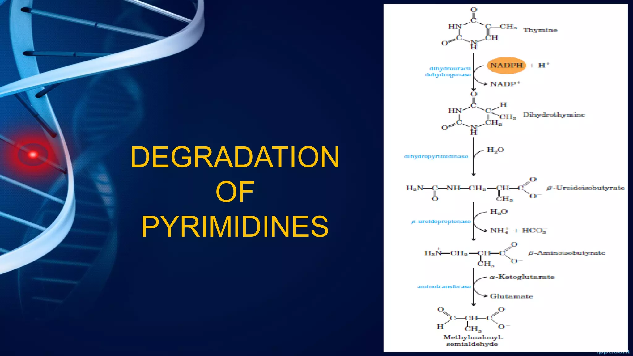 Purine and pyrimidine synthesis | PDF