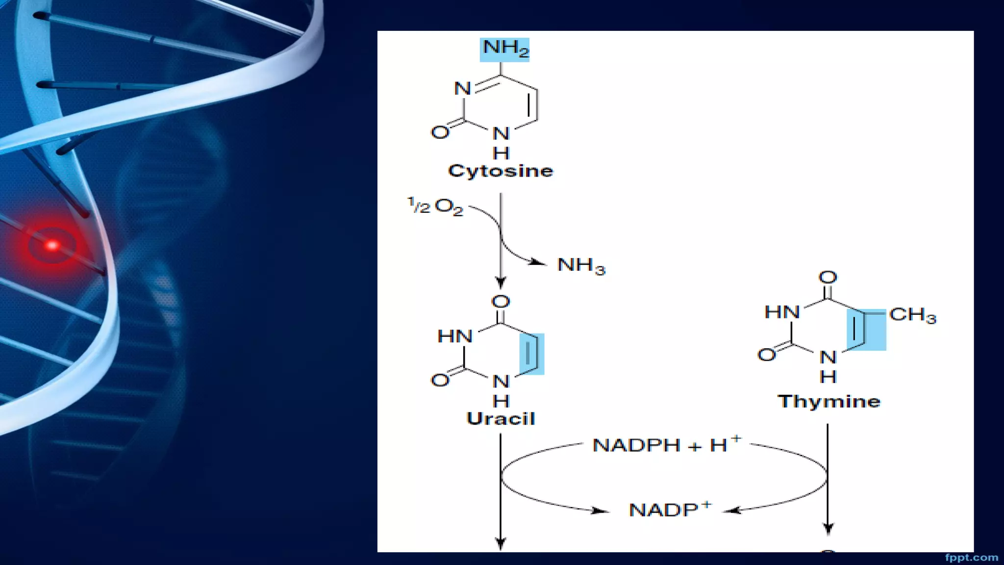 Purine and pyrimidine synthesis | PDF
