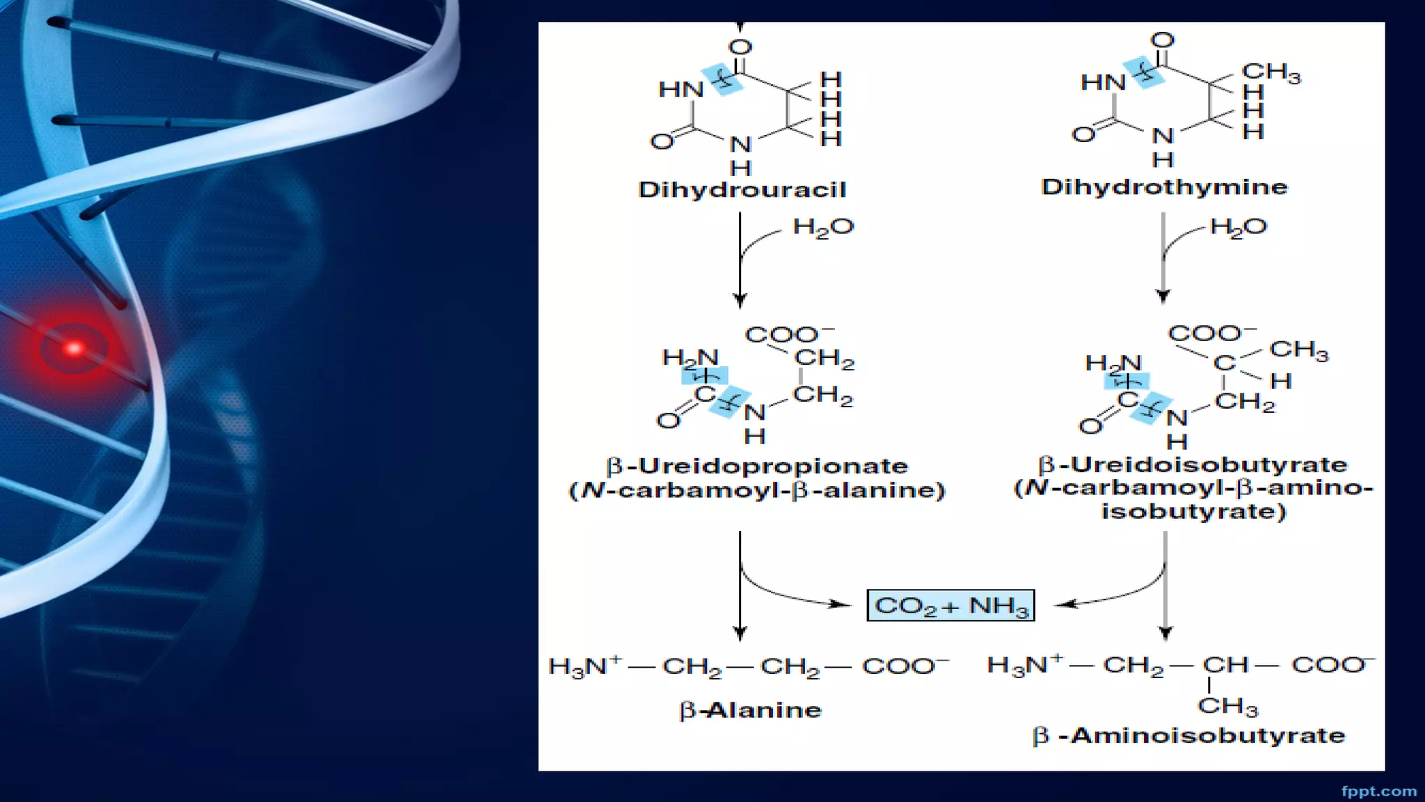 Purine and pyrimidine synthesis | PDF