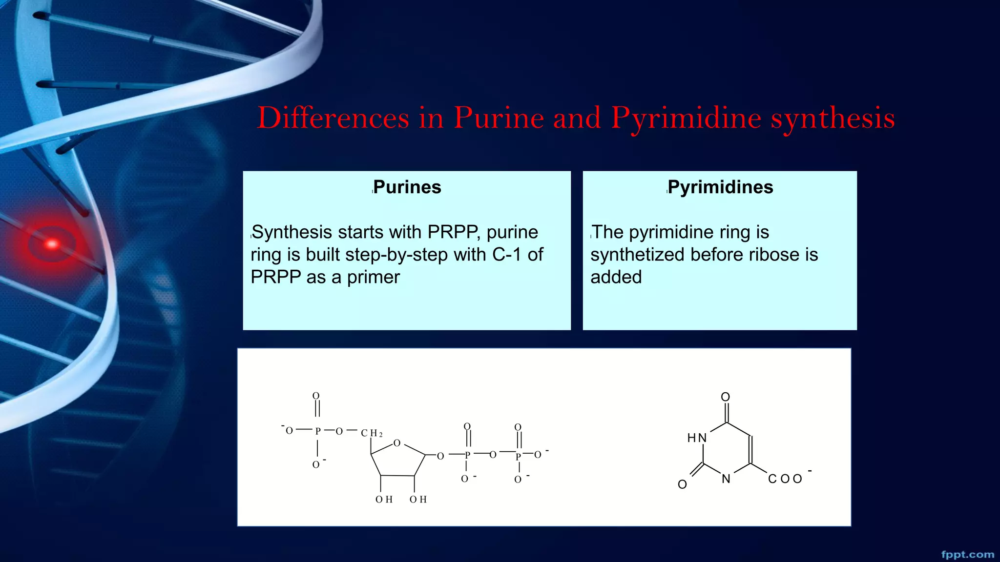 Purine and pyrimidine synthesis | PDF