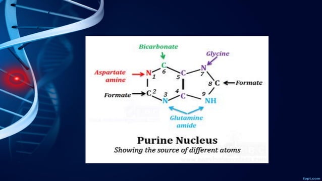 Purine and pyrimidine synthesis | PDF | Endocrine and Metabolic Diseases | Diseases and Conditions