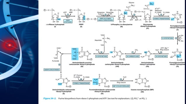 Purine and pyrimidine synthesis | PDF | Endocrine and Metabolic Diseases | Diseases and Conditions