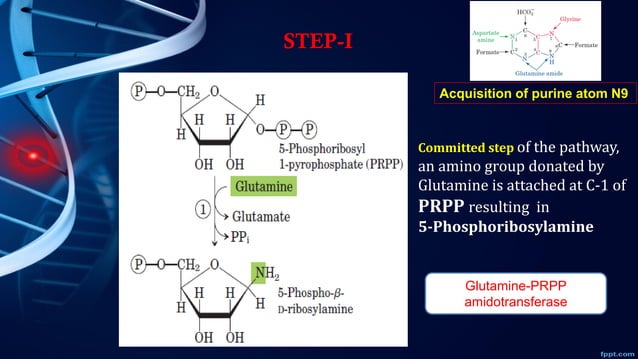 Purine and pyrimidine synthesis | PDF | Endocrine and Metabolic Diseases | Diseases and Conditions