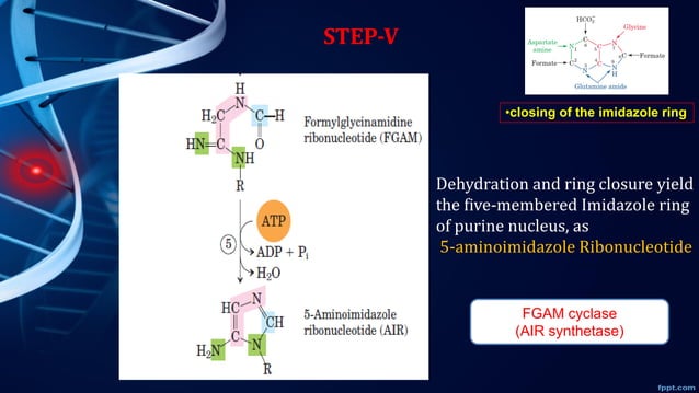 Purine and pyrimidine synthesis | PDF | Endocrine and Metabolic Diseases | Diseases and Conditions