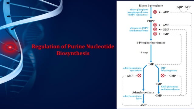Purine and pyrimidine synthesis | PDF | Endocrine and Metabolic Diseases | Diseases and Conditions