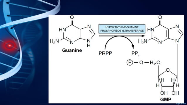 Purine and pyrimidine synthesis | PDF | Endocrine and Metabolic Diseases | Diseases and Conditions