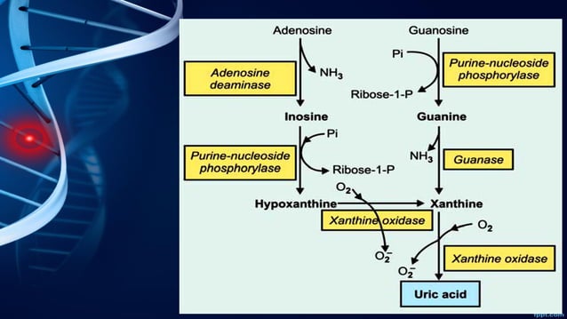 Purine and pyrimidine synthesis | PDF | Endocrine and Metabolic Diseases | Diseases and Conditions