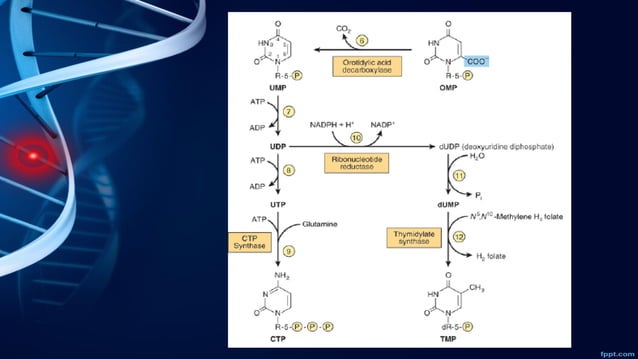 Purine and pyrimidine synthesis | PDF | Endocrine and Metabolic Diseases | Diseases and Conditions