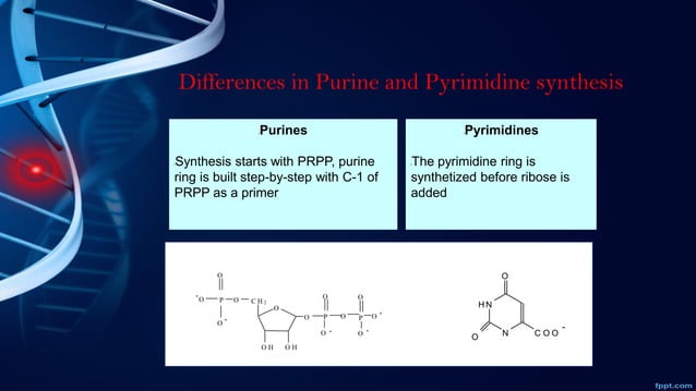 Purine and pyrimidine synthesis | PDF | Endocrine and Metabolic Diseases | Diseases and Conditions