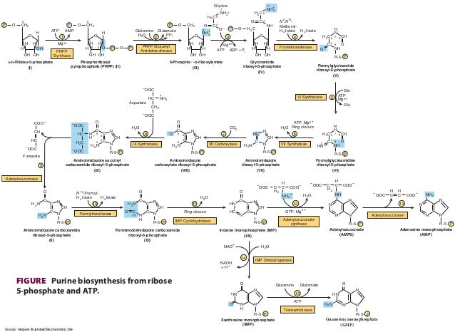 Purine biosynthesis