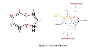 Purine biosynthesis | PPT