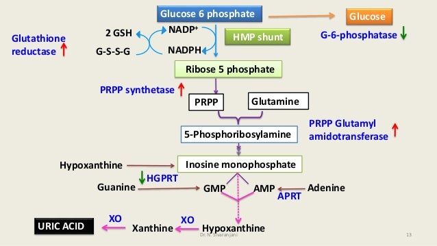 Purine catabolism