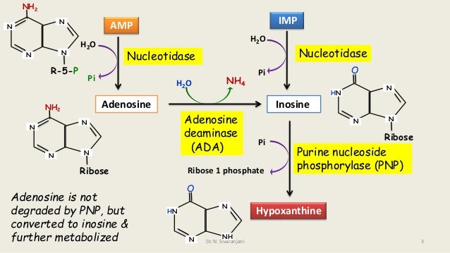 Purine catabolism