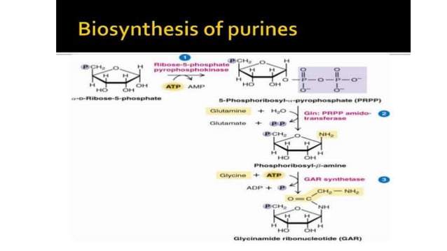 Purine degradation | PPTX