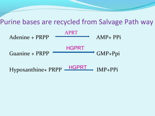 Purine metabolism | PPT